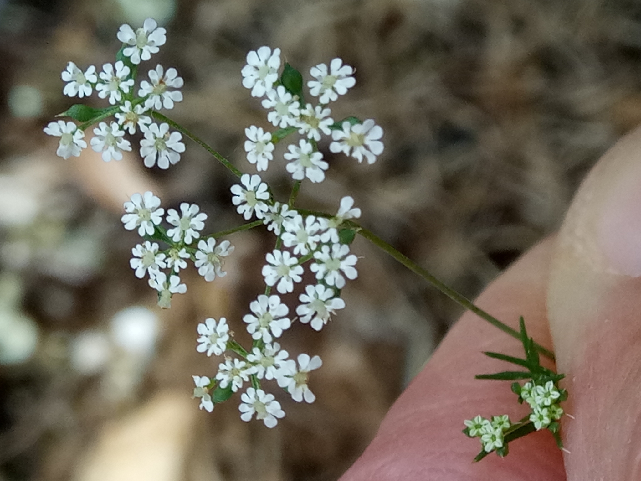 Ammoides pusilla (Brot.) Breistr.