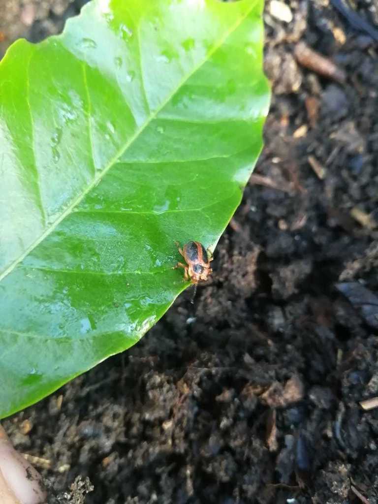 Lady, Fungus, Scavenger, and Bark Beetles from Orizaba, Ver., México on ...