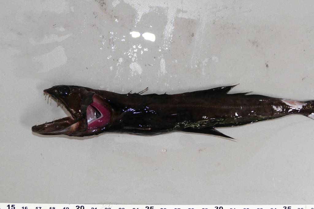 Black Swallower (Chiasmodon niger) - Marine Life Identification