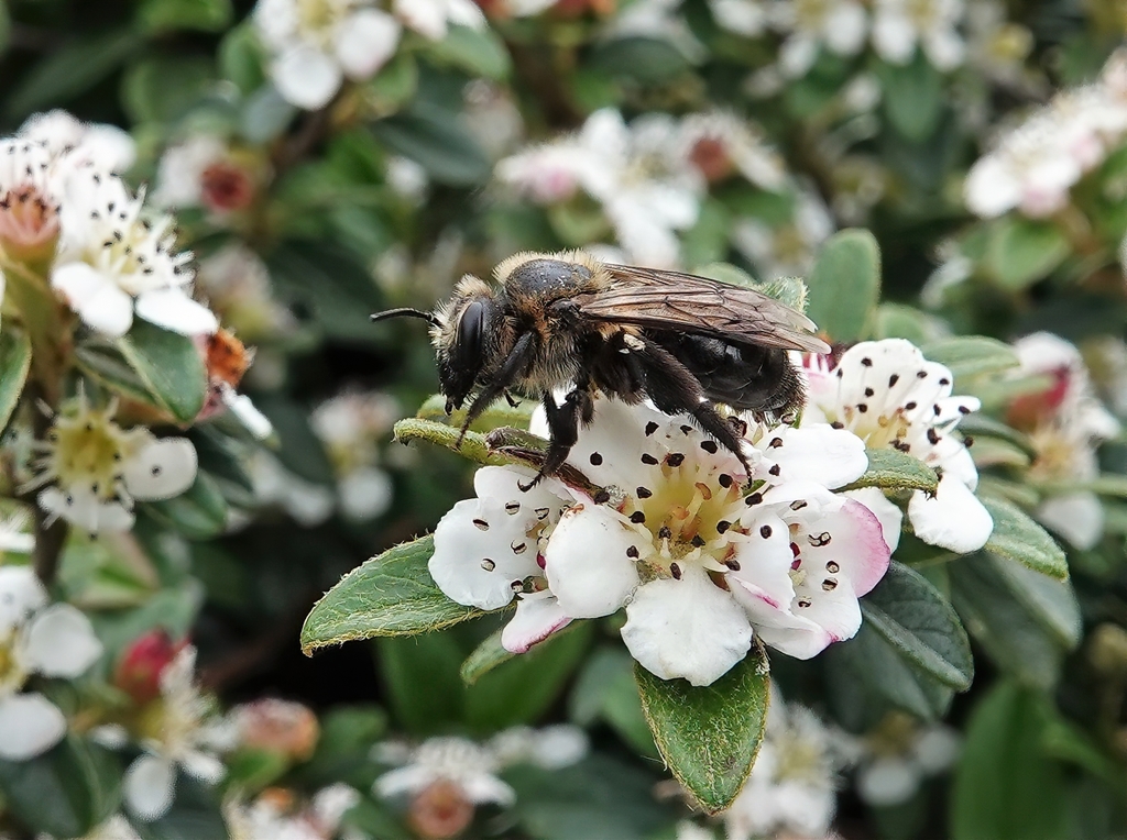 Mining Bees from Cassidy, BC, Canada on May 26, 2021 at 01:01 PM by ...