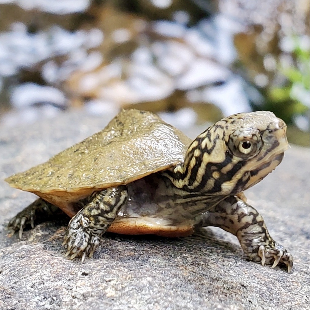 Stripe-necked Musk Turtle from Cherokee National Forest, Reliance, TN ...