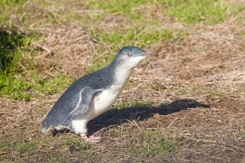 Little Penguin in May 2021 by Third Silence Nature Photography ...
