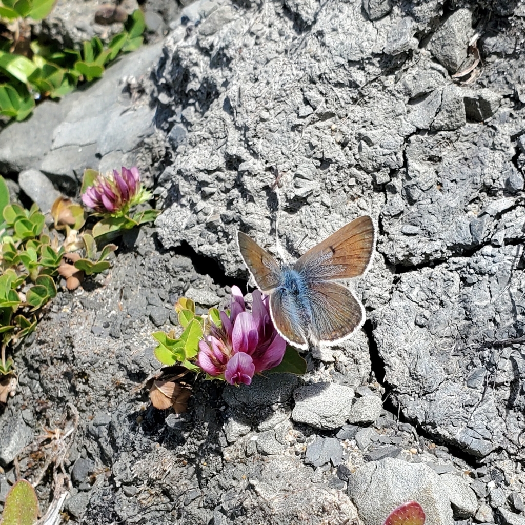 Greenish Blue (Yosemite National Park Butterfly Guide 🦋) · iNaturalist