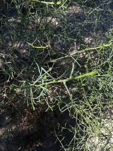 Variety Ambrosia salsola salsola · iNaturalist
