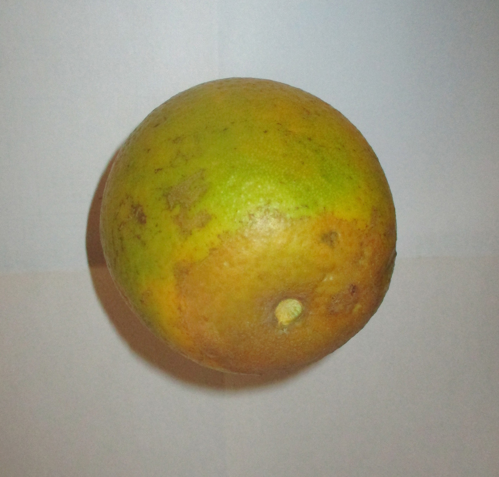 Citrus Rust Mite from Gaborone on May 24, 2021 by Botswanabugs. with ...