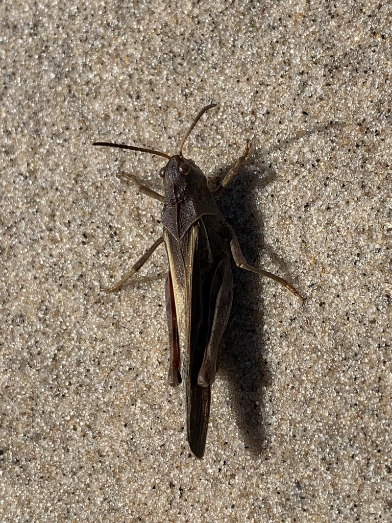 Coral-winged Grasshopper from Pictured Rocks National Lakeshore, Grand ...