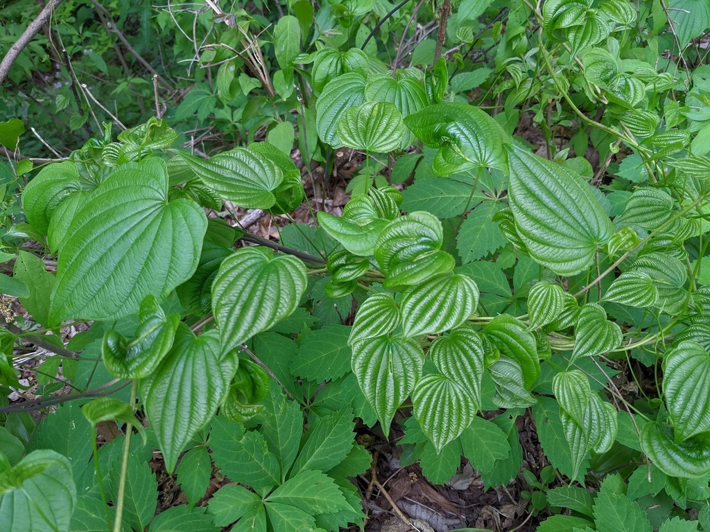 wild yam from Norfolk County, ON, Canada on May 25, 2021 at 06:33 PM by ...