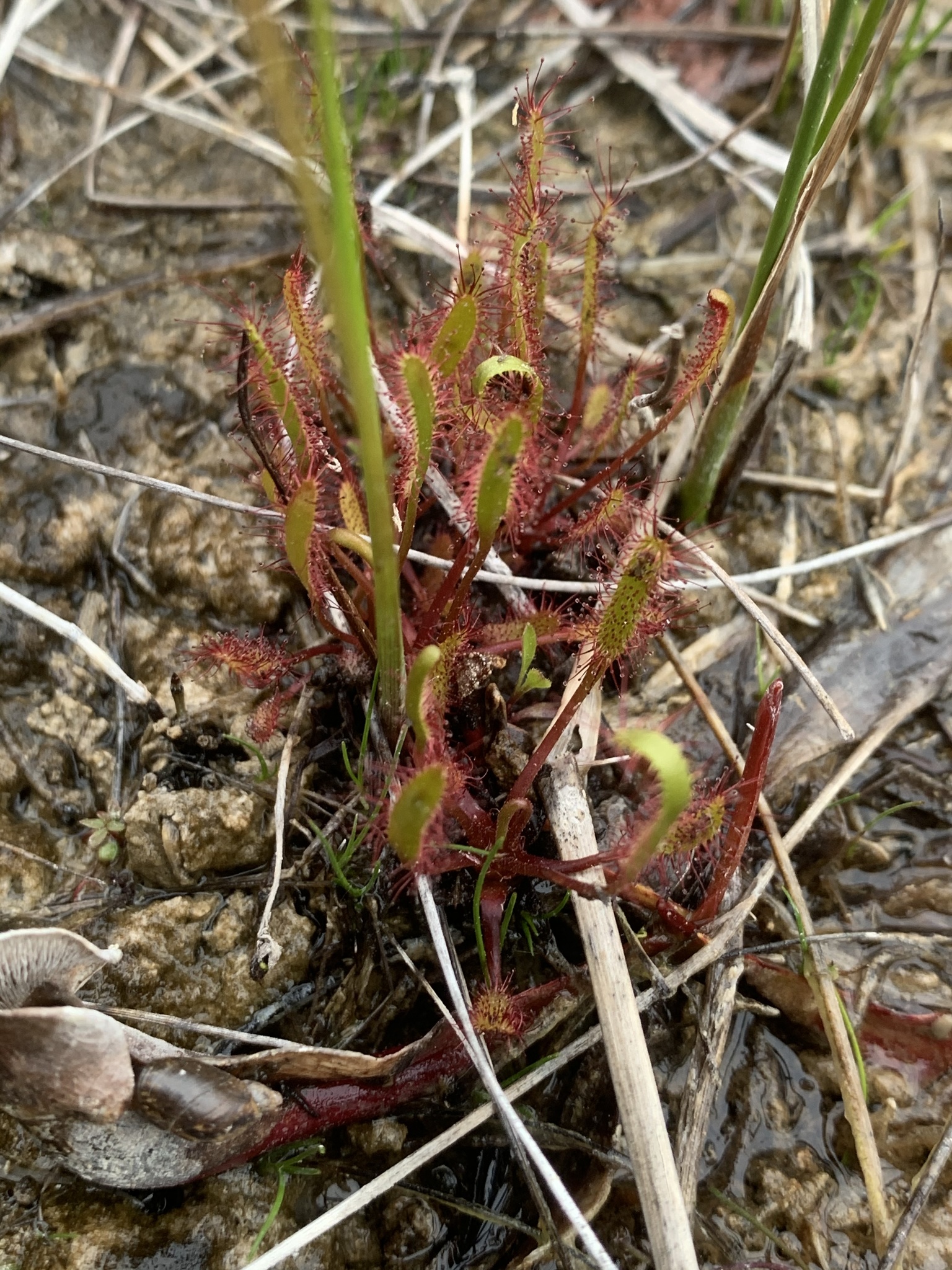 Drosera linearis Goldie