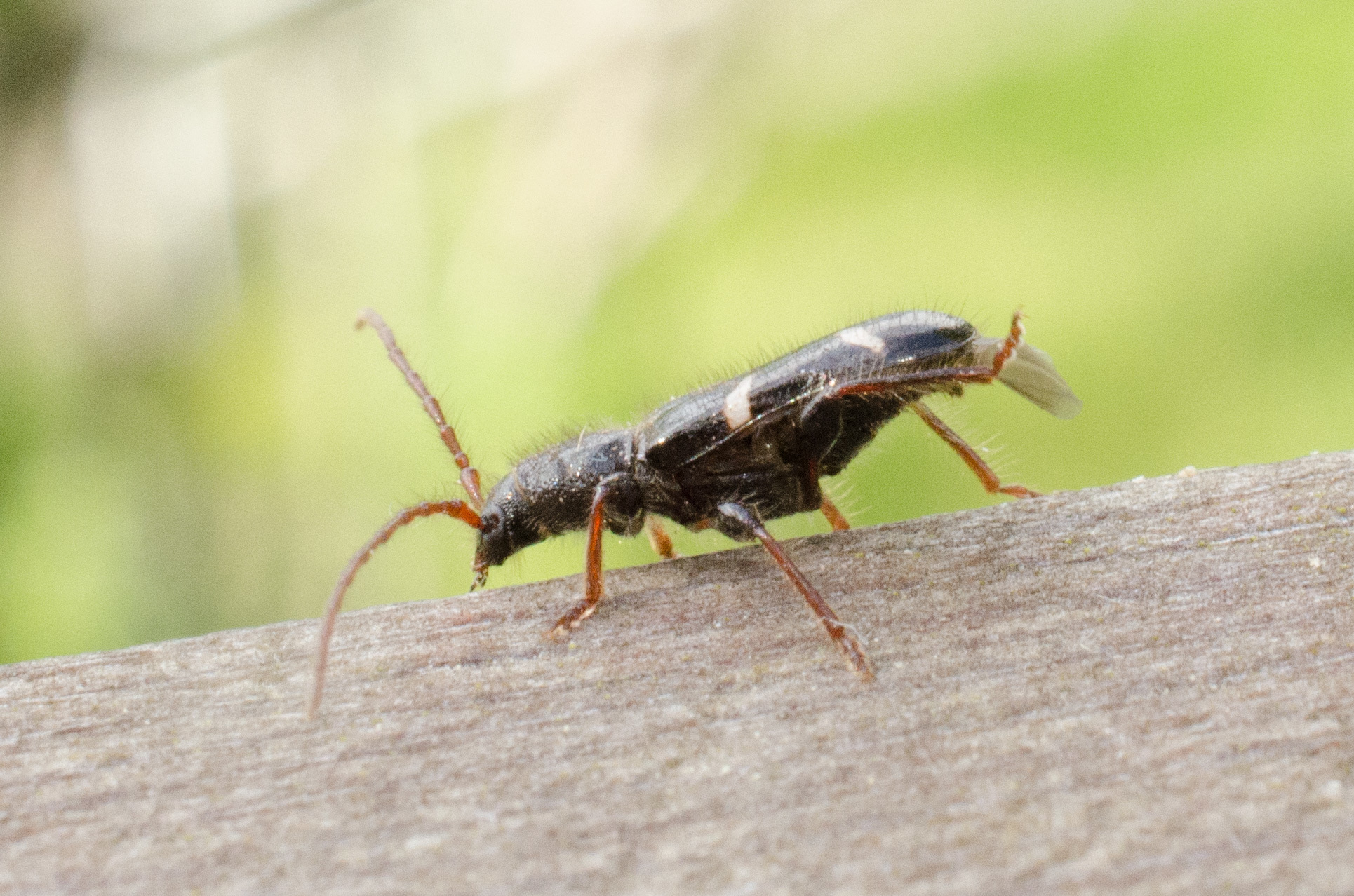 Phymatodes nitidus LeConte, 1874