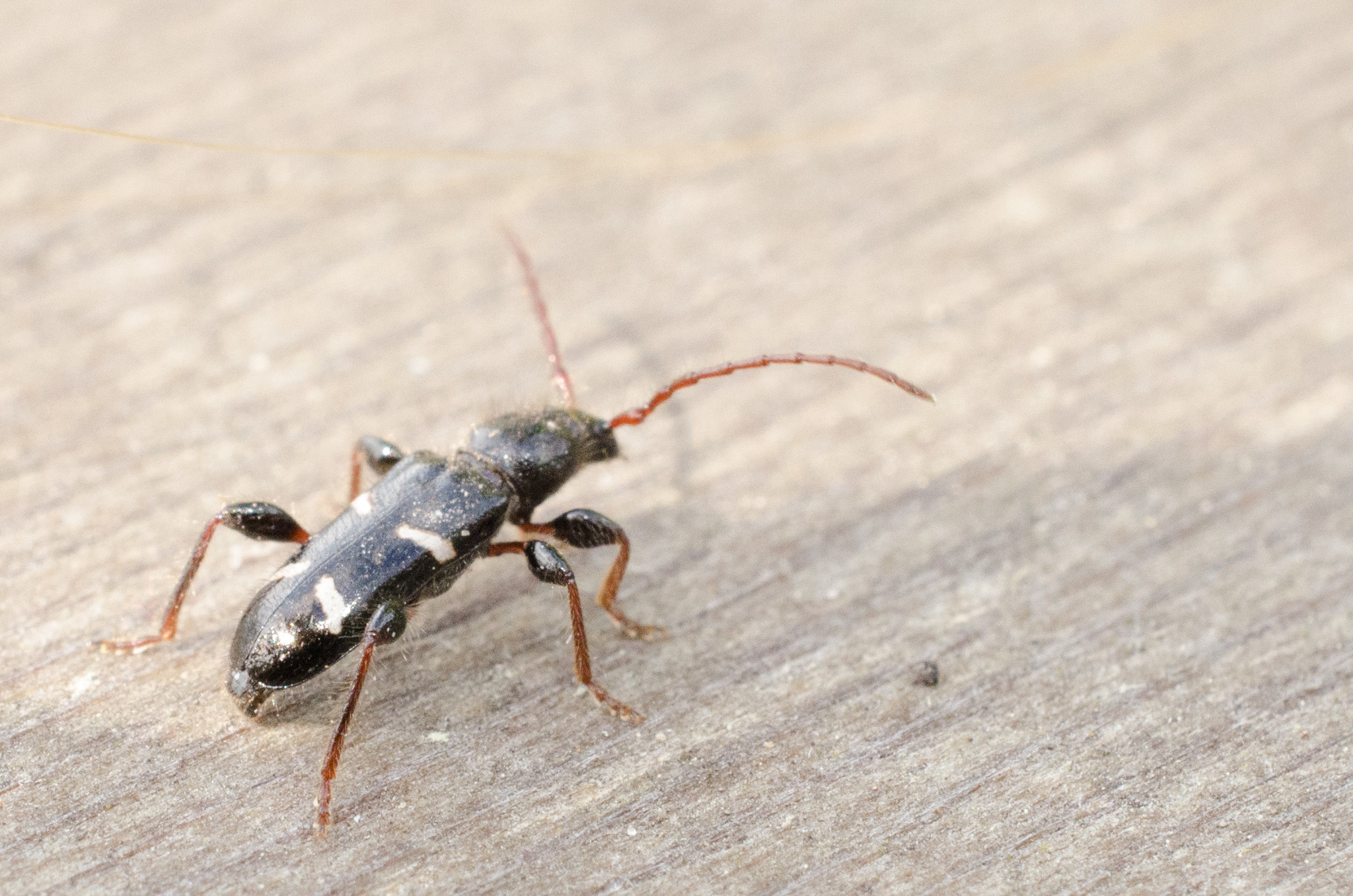 Phymatodes nitidus LeConte, 1874