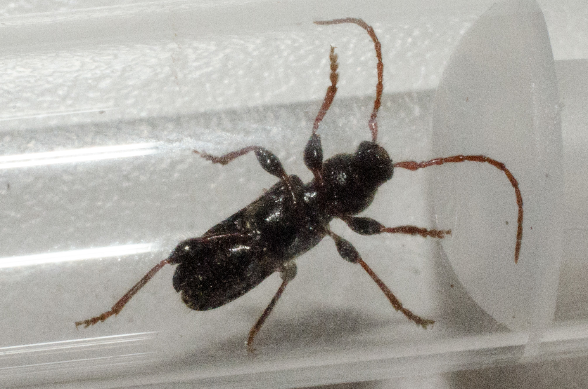 Phymatodes nitidus LeConte, 1874