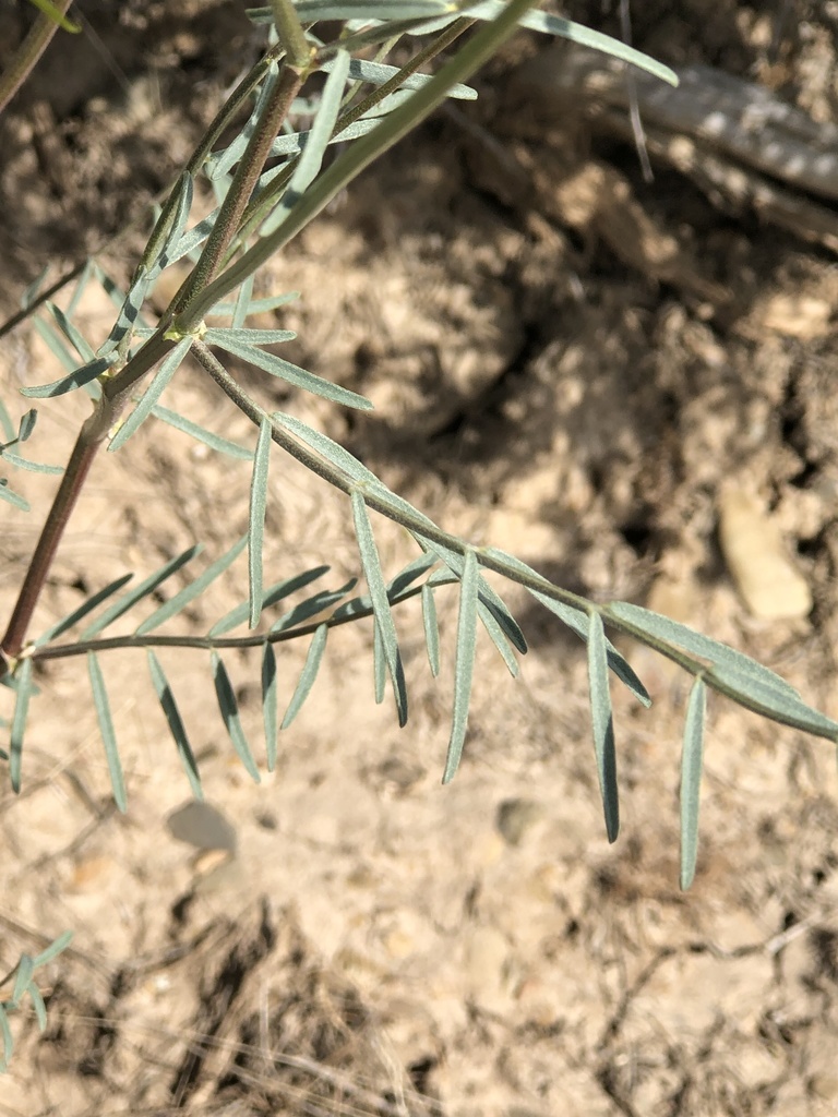 basalt milkvetch (Astragalus filipes) - Botanical Realm