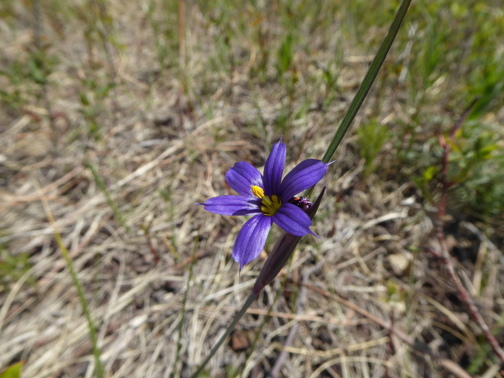 strict blue-eyed grass from Waterfall Valley, Bowmont Park, Calgary, AB ...