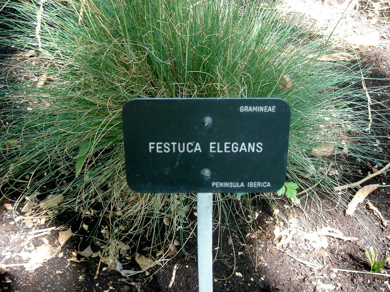 (Festuca elegans) - Botanical Realm
