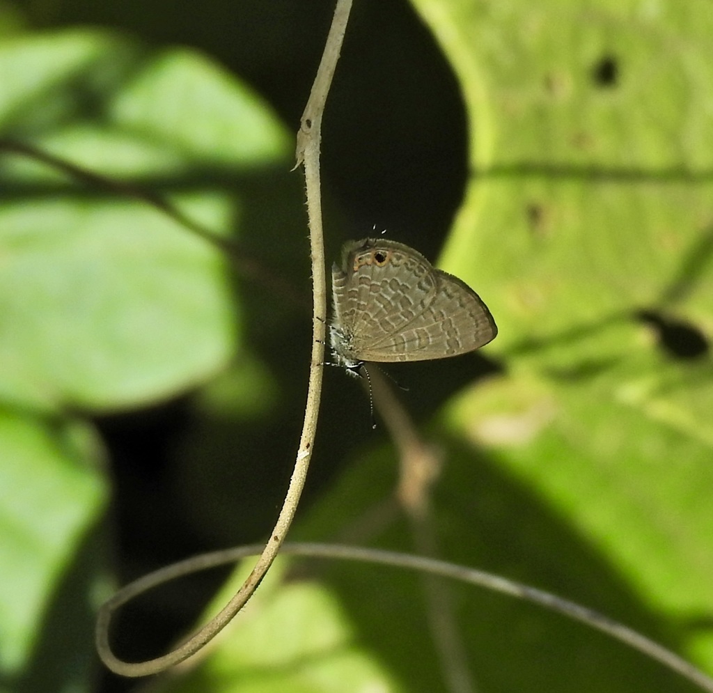 Common Line Blue from Cairns QLD, Australia on May 28, 2021 at 10:10 AM ...