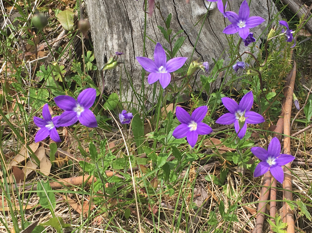 Royal Bluebell (Wahlenbergia gloriosa) - Botanical Realm