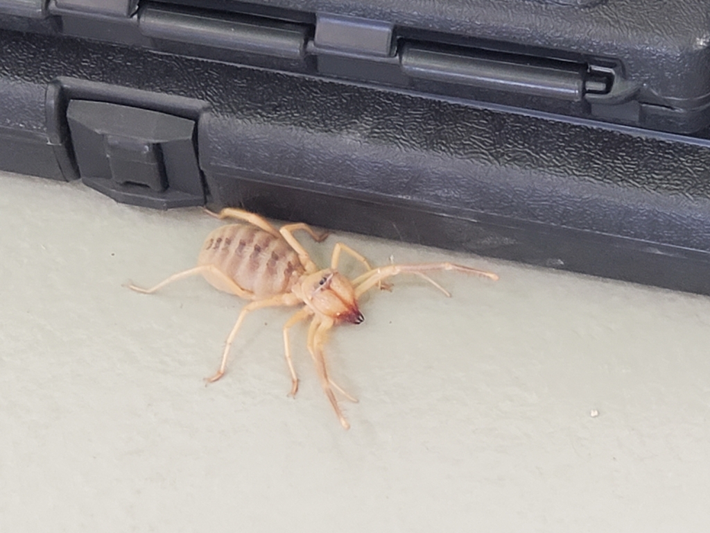 Solifuges from Thumrait, Oman on May 26, 2021 by Hunter 1776 · iNaturalist