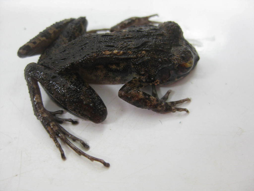 Papua Wrinkled Ground Frog from mimika on July 18, 2013 at 08:06 AM by ...