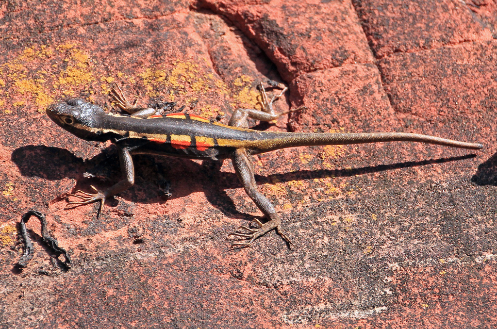 Black Lava Lizard from Cuevas, Bolivia on November 13, 2015 at 07:45 AM ...