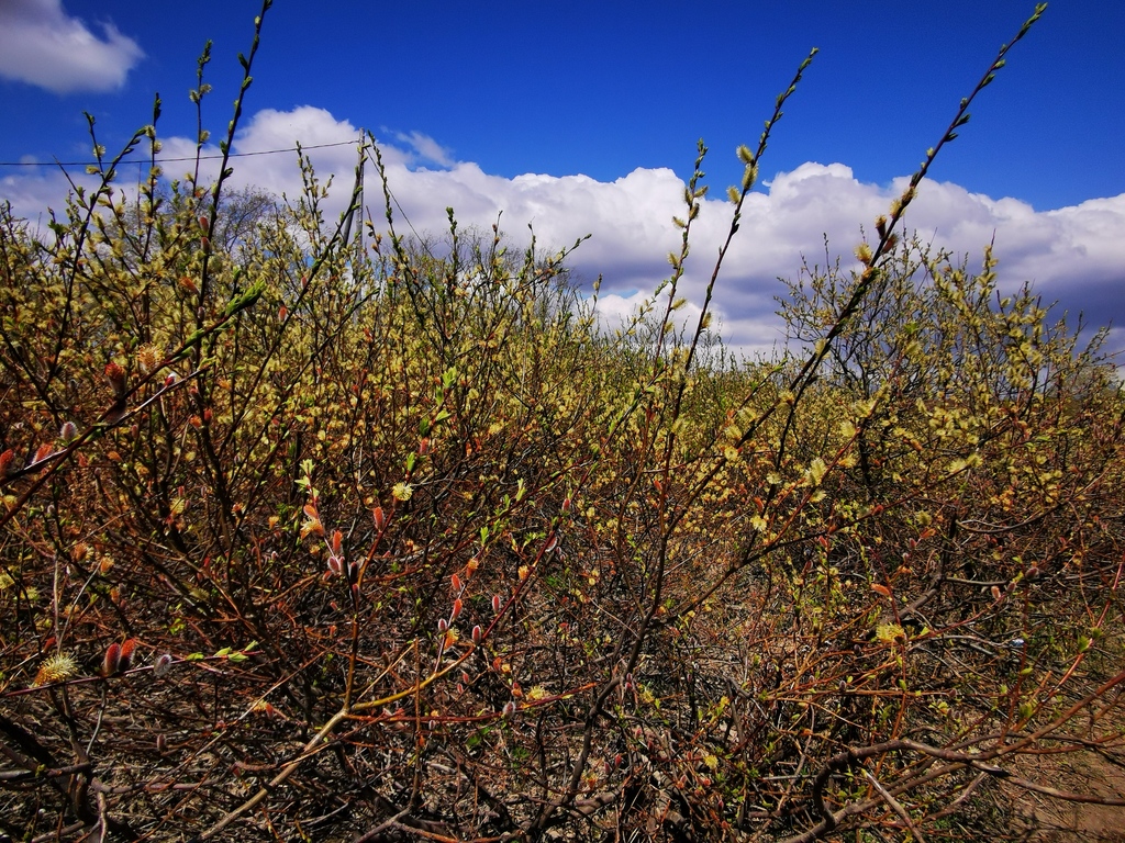 Alaska Bog Willow from Петропавловск-Камчатский, Камчатский край ...