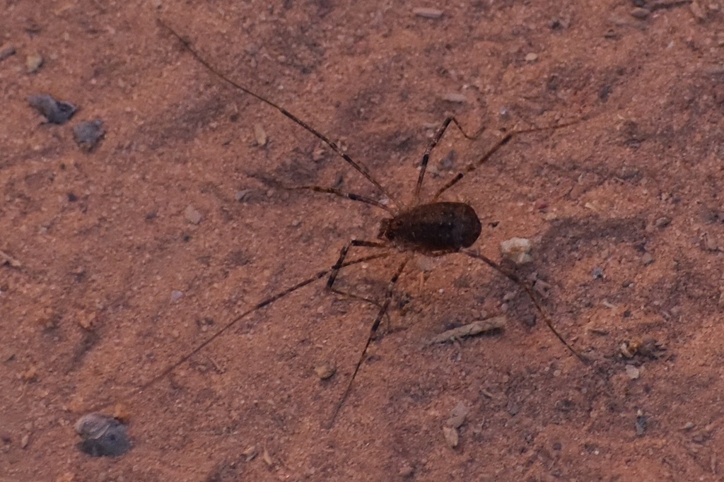 Protolophus dixiensis (Harvestmen of the United States) · iNaturalist