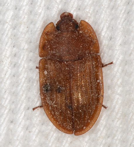 Amphotis schwarzi · iNaturalist