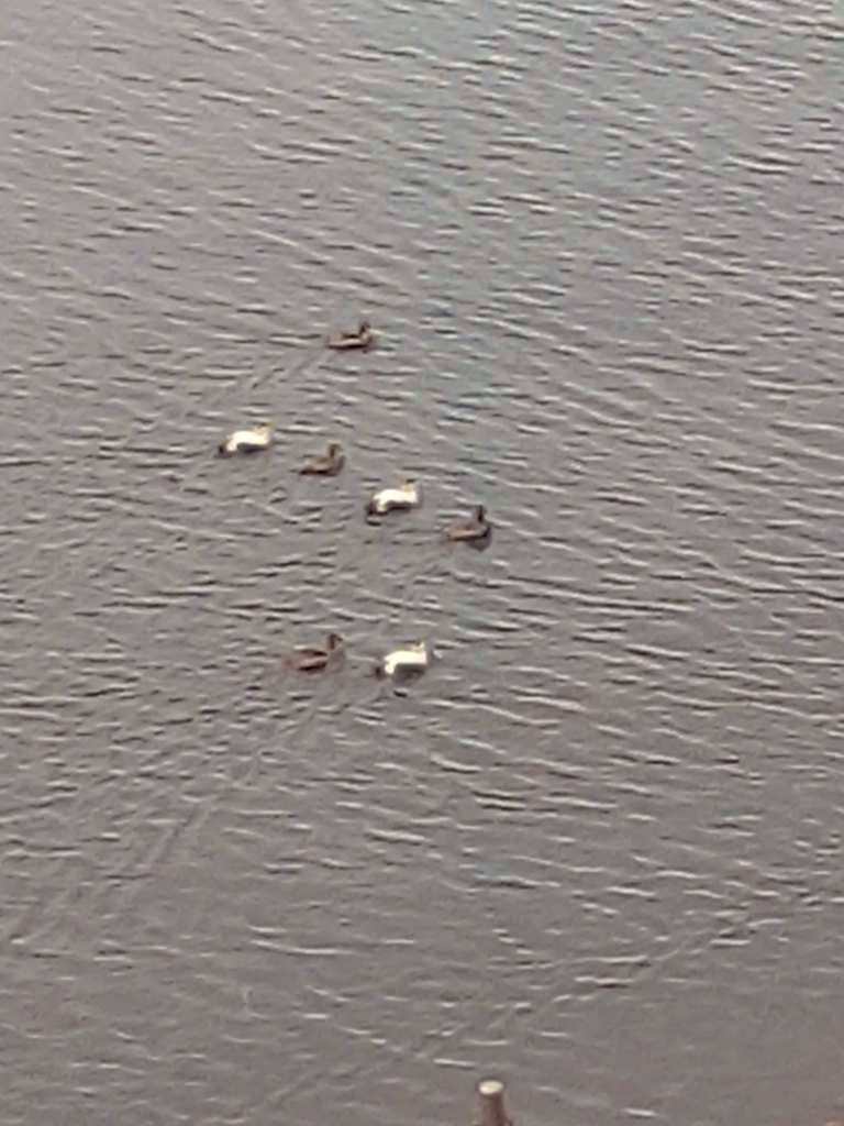 Common Eider in May 2021 by manicminornaturalist · iNaturalist