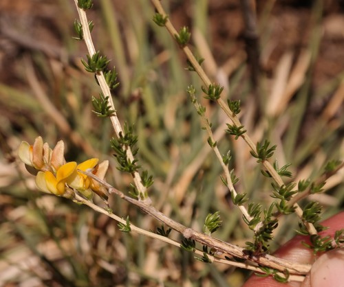 Aspalathus acicularis · iNaturalist