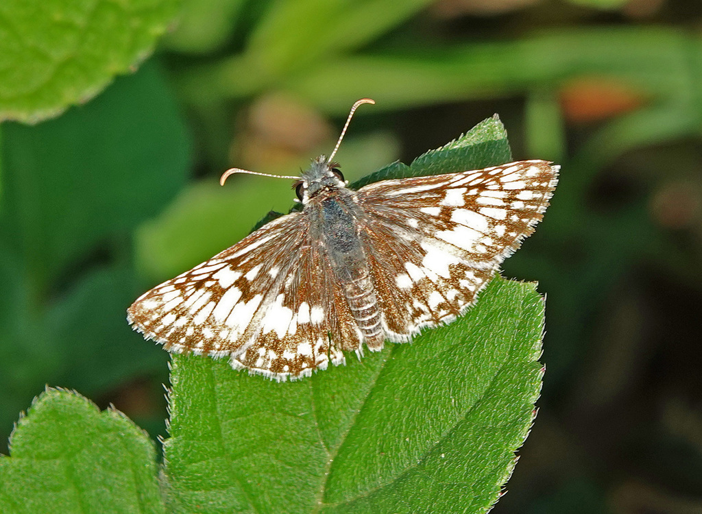Common Checkered-Skipper from Nuevo Zoquiápam, Oax., Mexico on May 18 ...