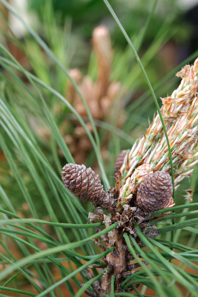 Luchu pine (Pinus luchuensis) - Botanical Realm