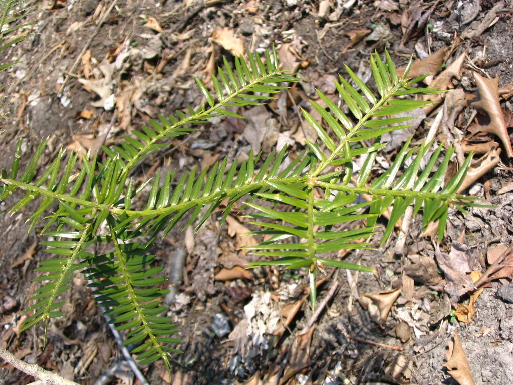 Chinese torreya (Torreya grandis) - Botanical Realm