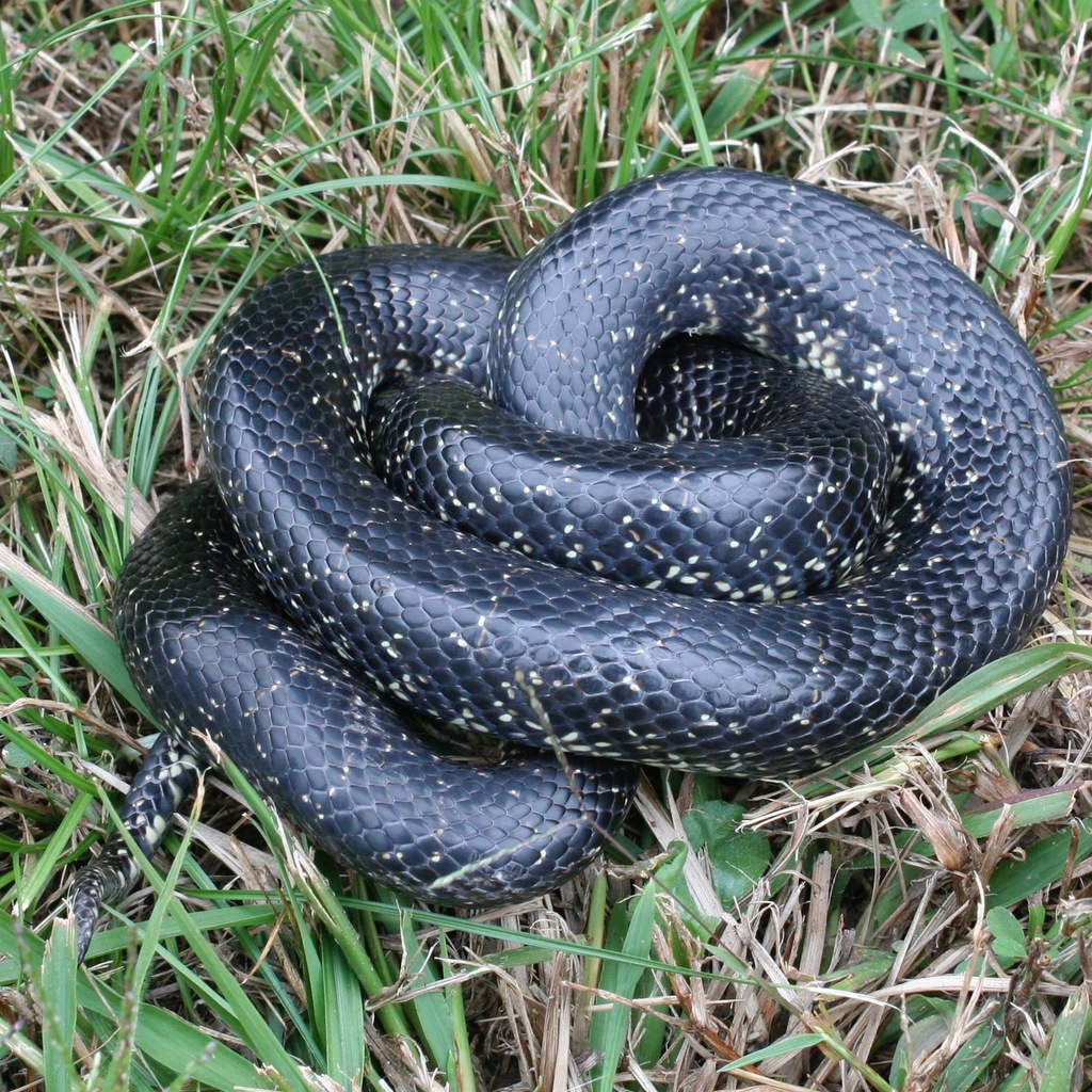 Black Kingsnake (Lampropeltis nigra) - Snakes and Lizards