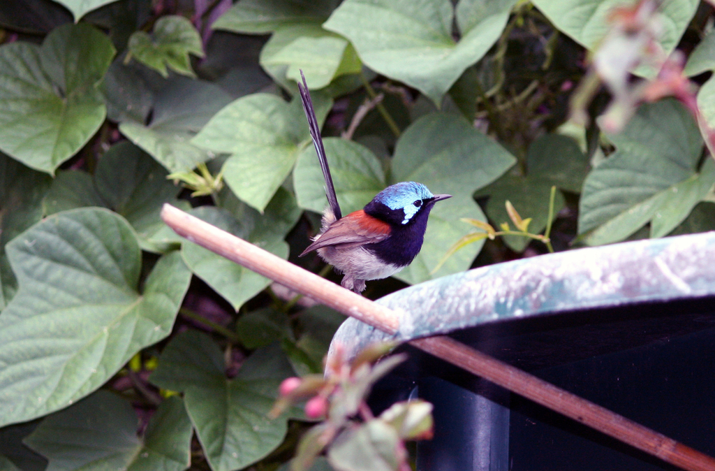 Red-winged Fairywren (Malurus elegans) - Avian Discovery