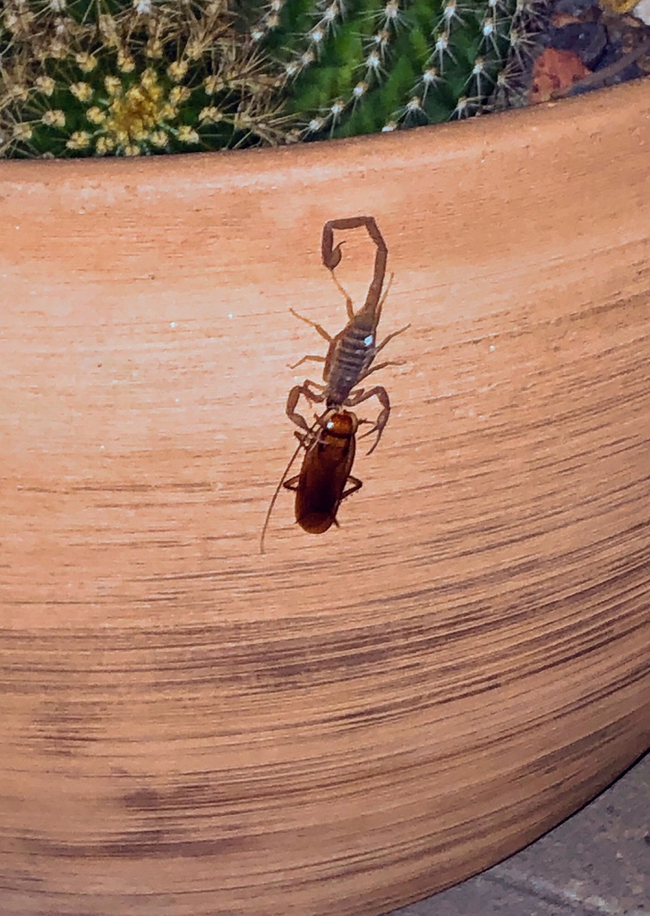 Arizona Bark Scorpion from W Straight Arrow Ln, Phoenix, AZ, US on May ...