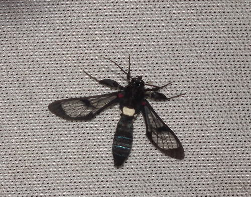 Pheia toulgoeti · iNaturalist