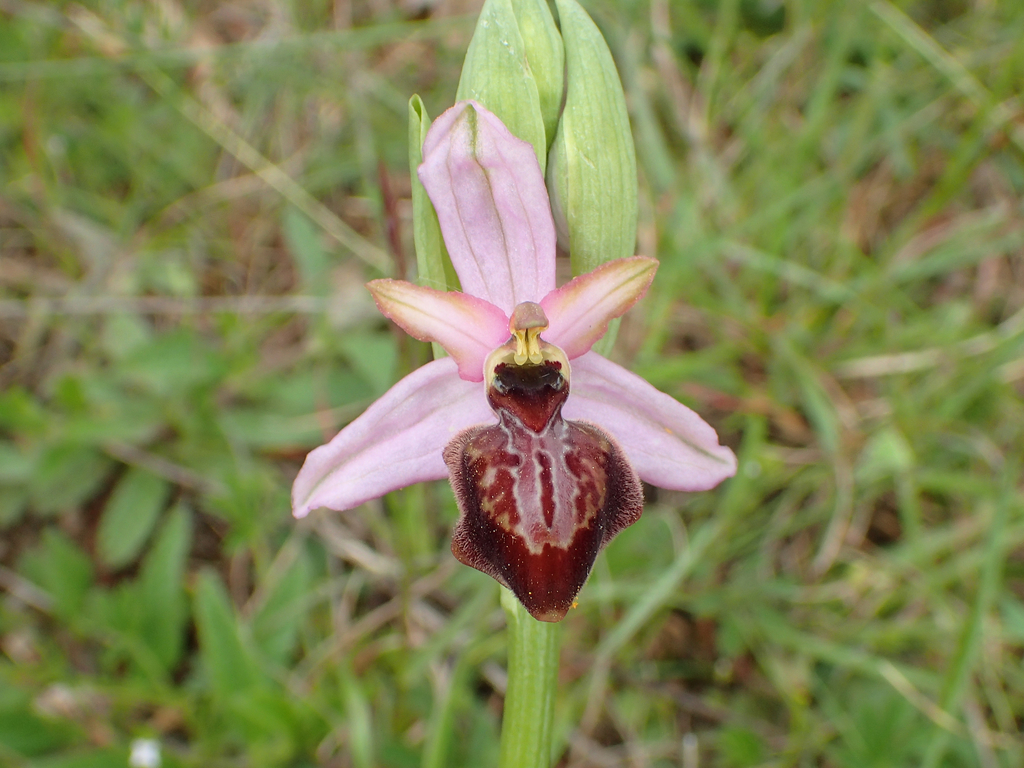 Ophrys sphegodes aveyronensis from Aveyron, Midi-Pyrénées, France on May 21, 2021 at 02:27 PM by ...