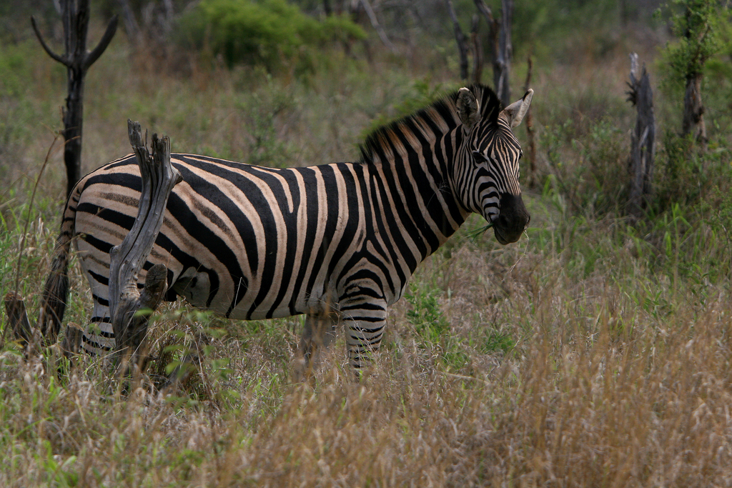 Selous' zebra (Equus quagga selousi) - Know Your Mammals