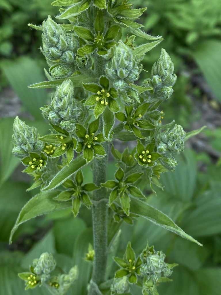 green false hellebore (Veratrum viride) - Botanical Realm