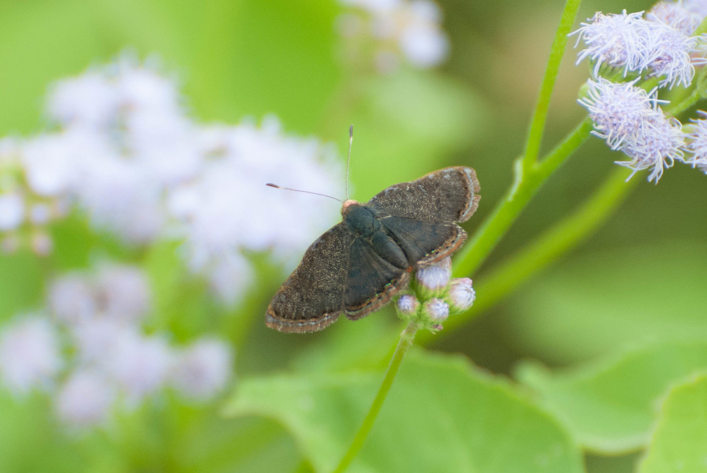 Red-bordered Metalmark from Palo Alto Battlefield, Brownsville, TX on ...