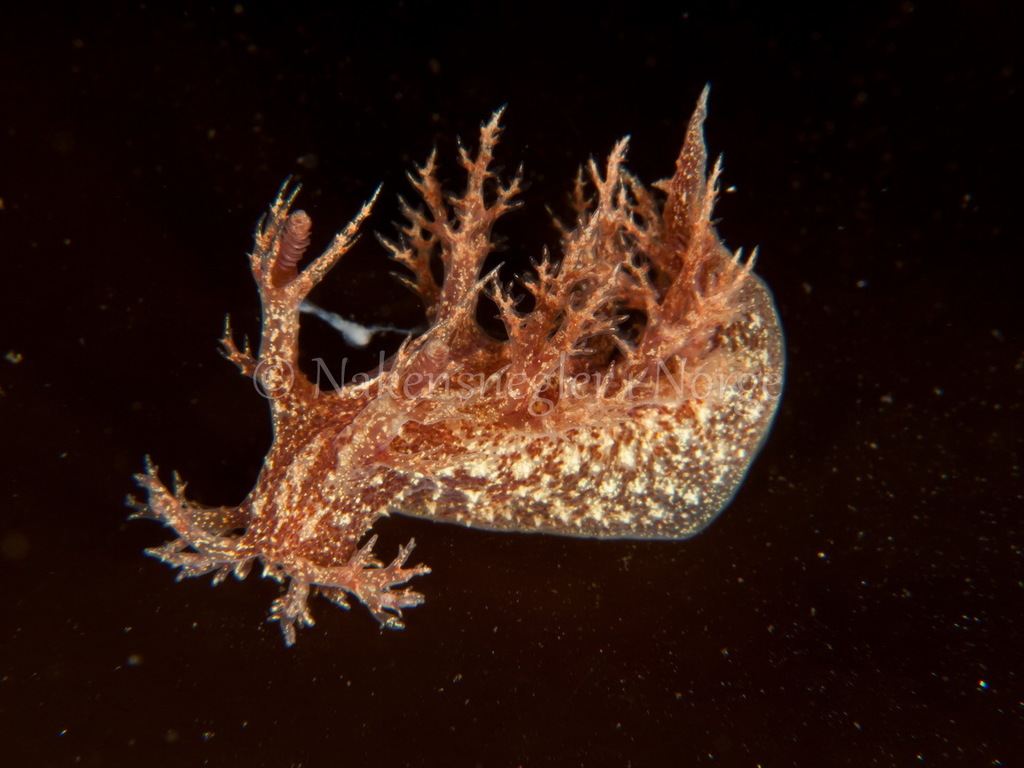 Bushy-backed Nudibranch (Nudibranchs of the Eastern United States ...