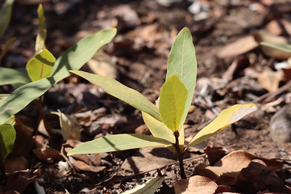 gifblaar from Steve Biko Street, Pretoria, GP, ZA on May 28, 2021 at 01 ...