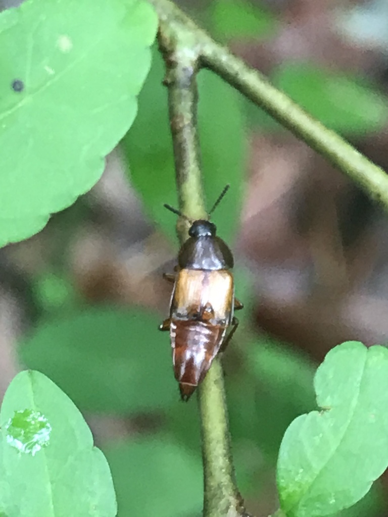 Tachinus from Craighead Forest Park, Jonesboro, AR, US on May 28, 2021 ...