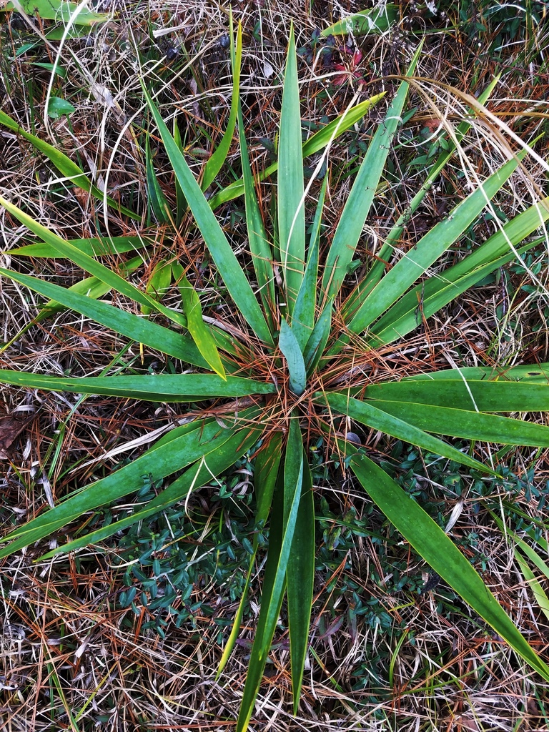 Nodding Yucca (Yucca cernua) - Botanical Realm