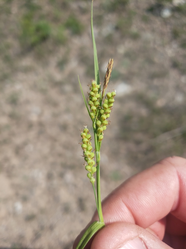 Elk Sedge from Limehouse, ON L0P 1H0, Canada on May 25, 2021 at 10:22 ...
