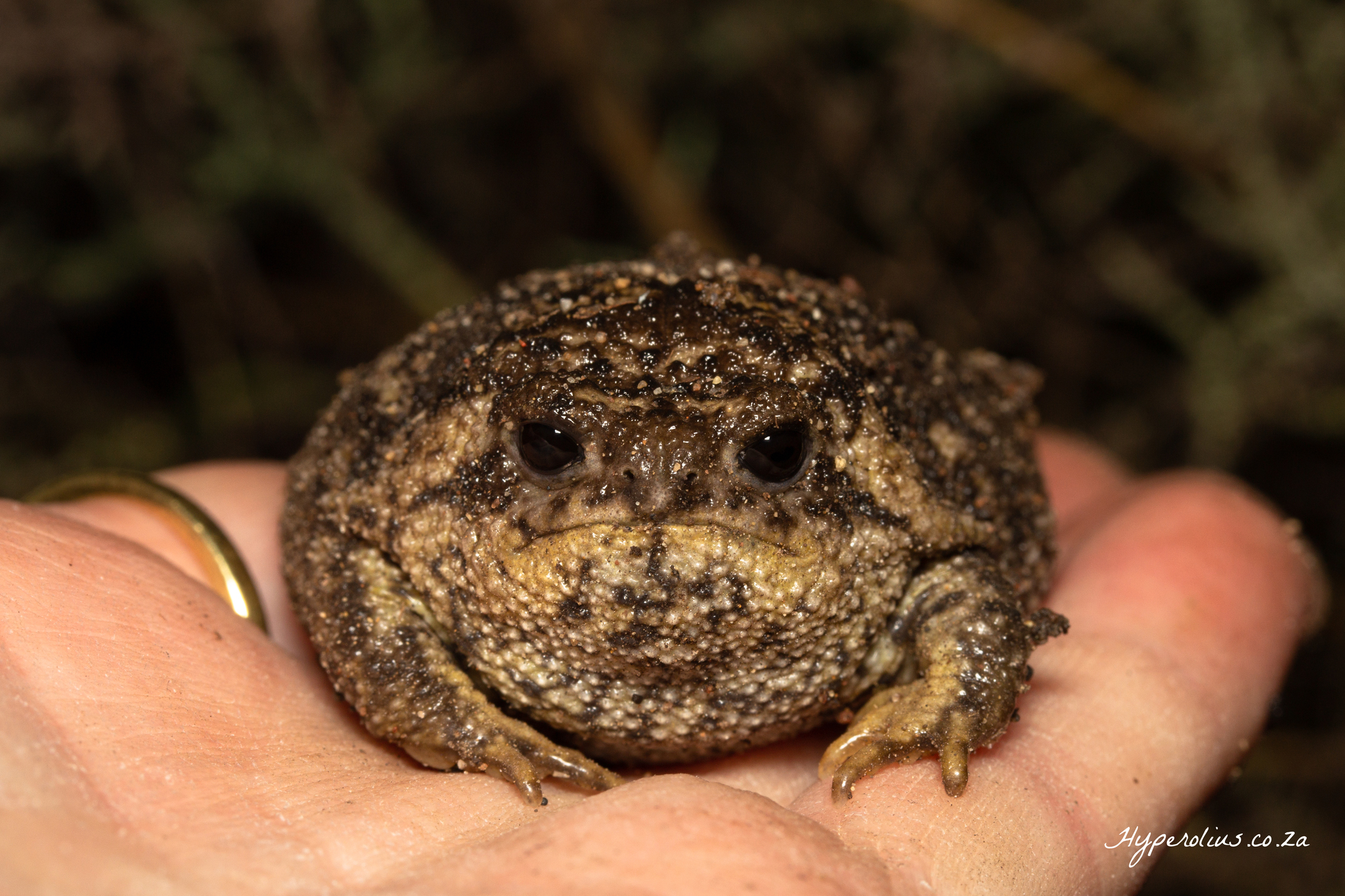 Breviceps gibbosus (Linnaeus, 1758)