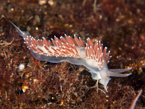 Red-fingered Coryphella (Nudibranchs of the Eastern United States ...
