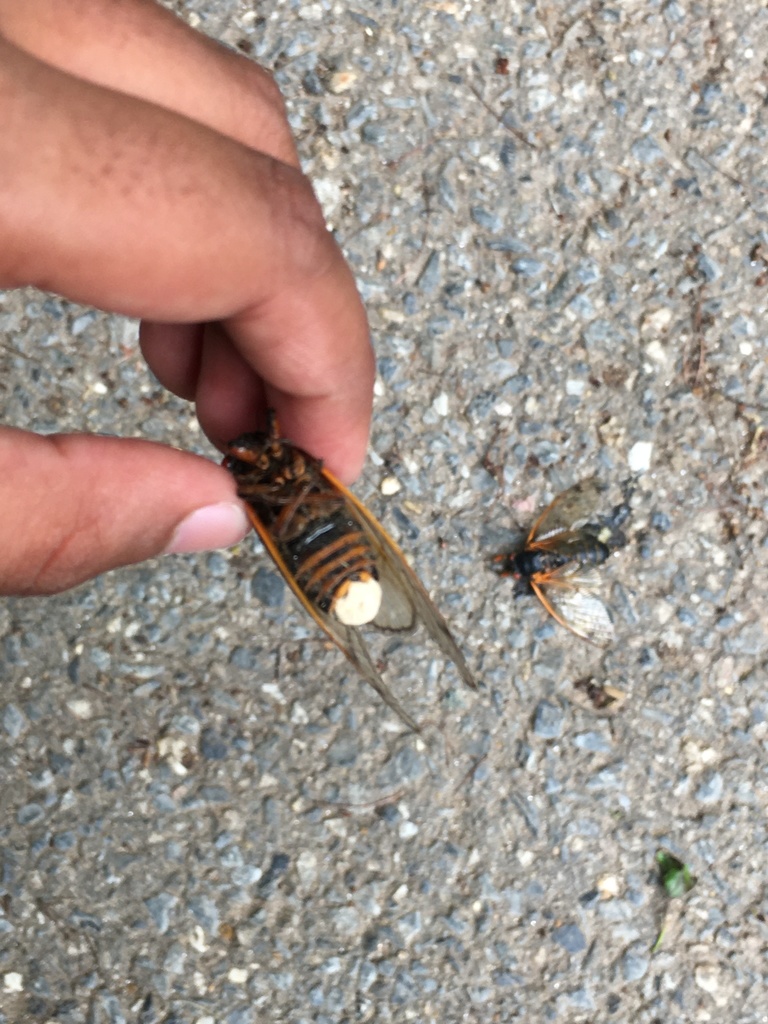 Massospora cicadina from Kendall Ridge, Columbia, MD 21045, USA on May ...