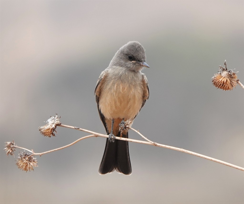 Say's Phoebe from Glen Avon, Fontana, CA, USA on May 28, 2021 at 07:18 ...