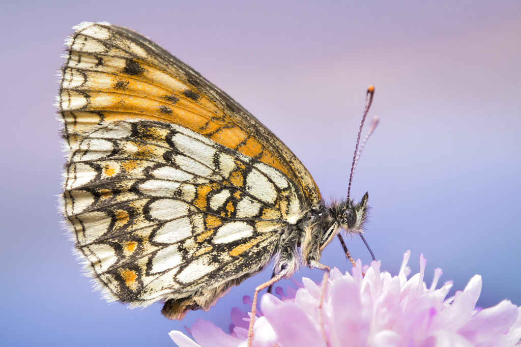 Bog Fritillary (Butterflies of Michigan) · iNaturalist