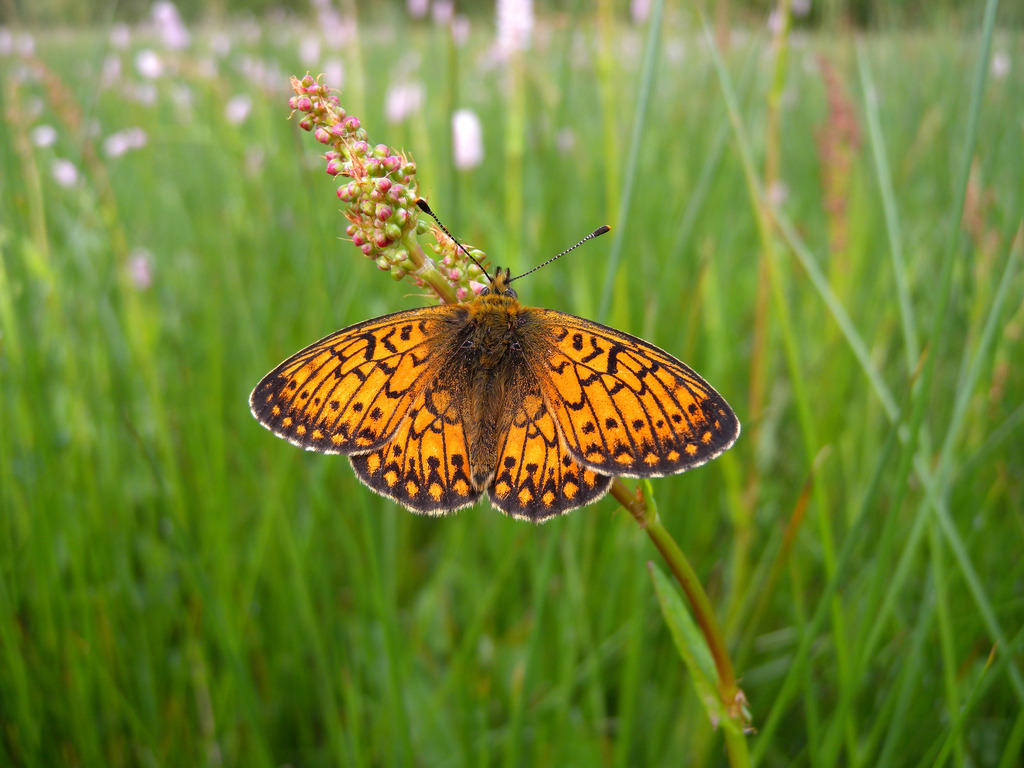 Bog Fritillary (Butterflies of Michigan) · iNaturalist